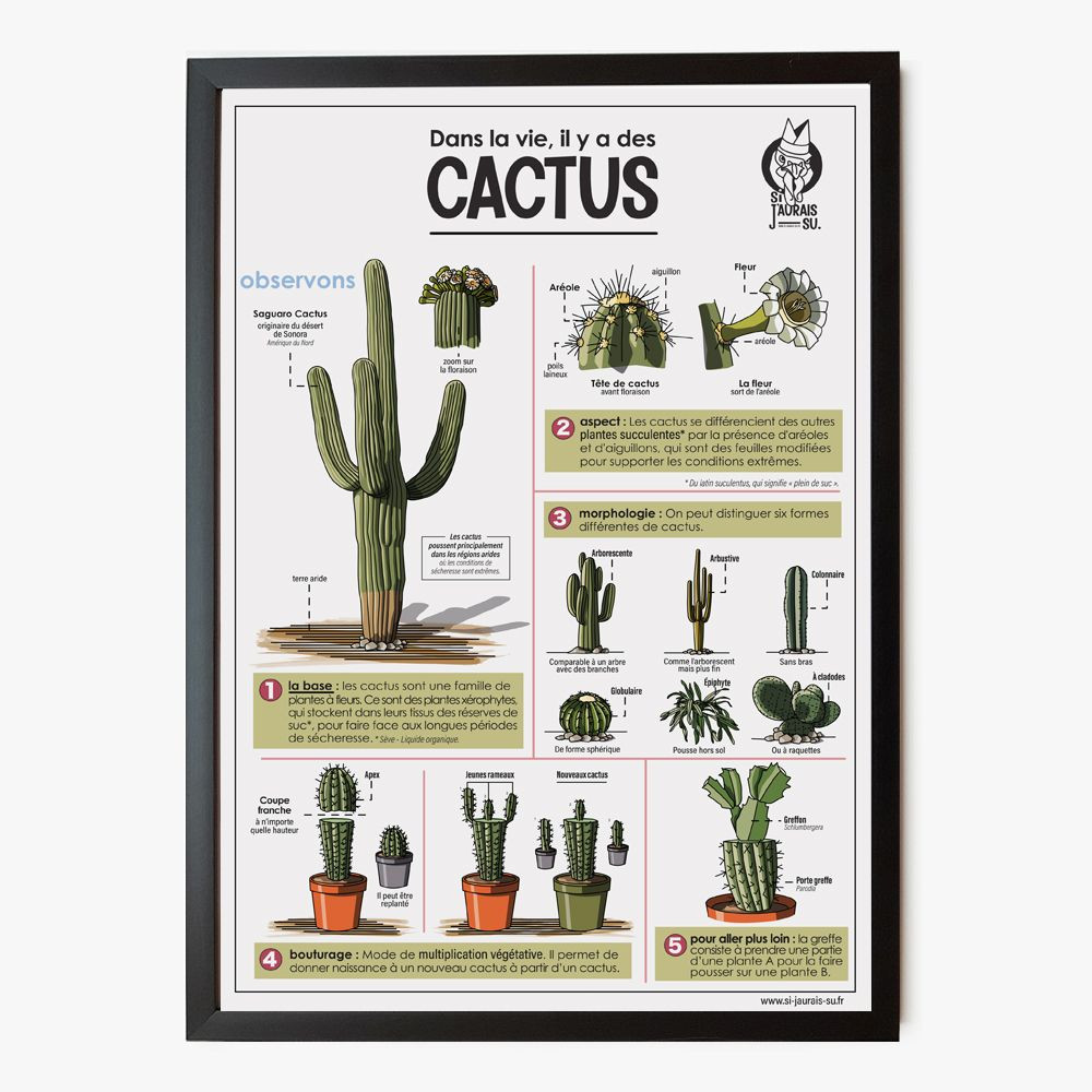 Affiche Les Cactus - Poster pédagogique et scolaire