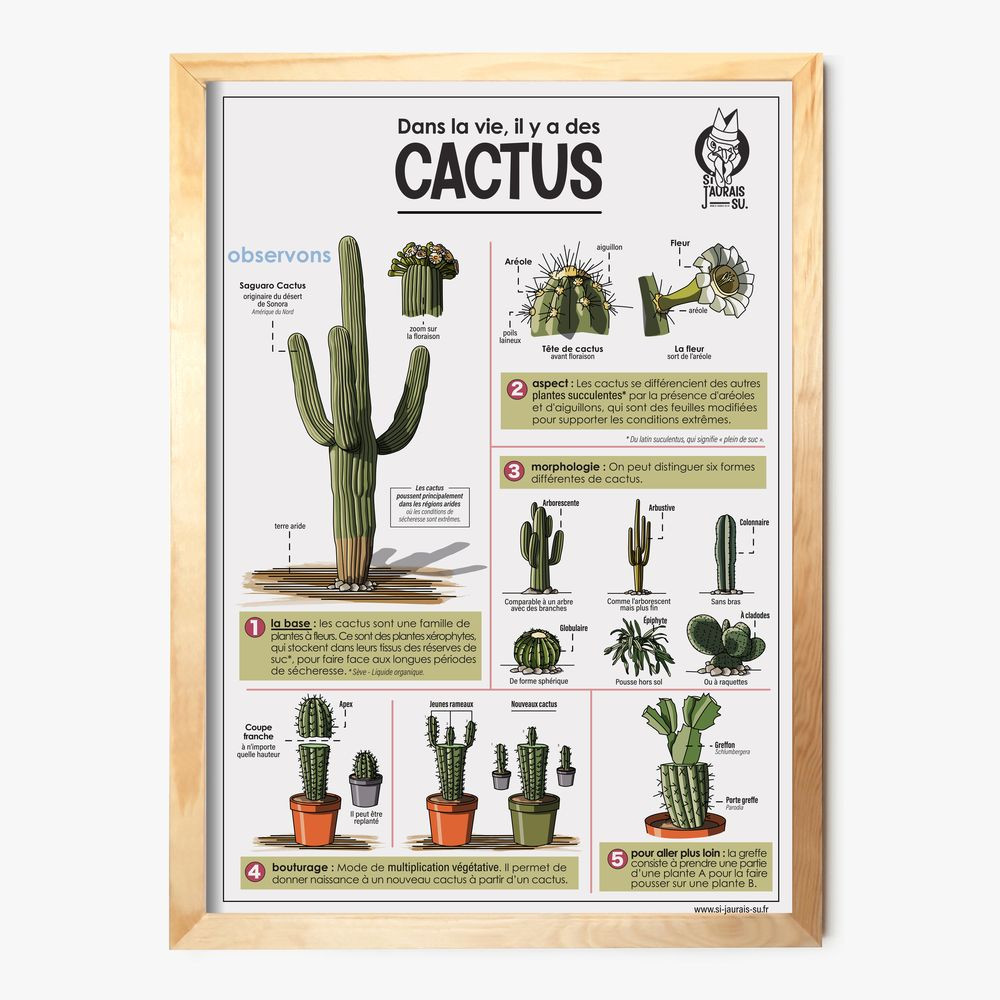 Affiche Les Cactus - Poster pédagogique et scolaire